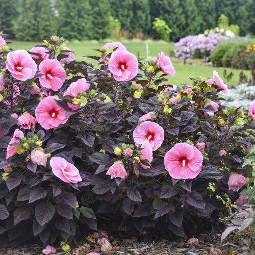 Summerific® ‘Cookies and Cream' hibiscus – Creekside Nursery, Inc