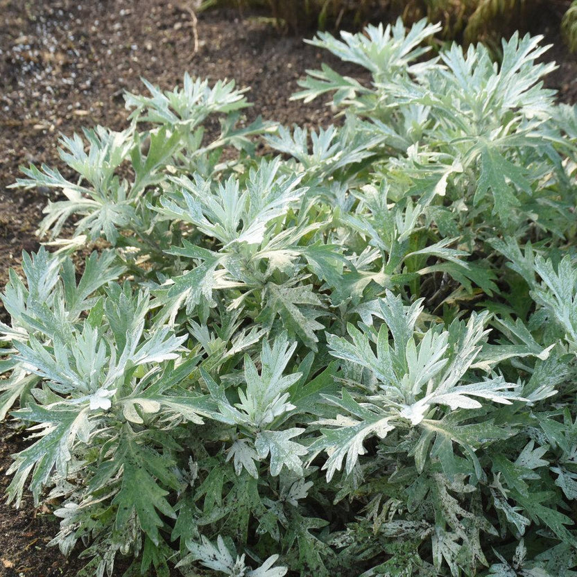 Lemon Purrfection' Nepeta | Proven Winners® – Creekside Nursery, Inc