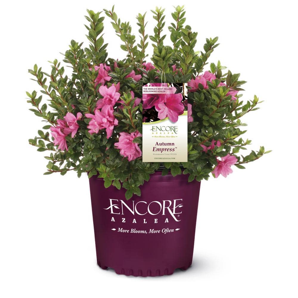 Autumn Empress Encore Azalea – Creekside Nursery, Inc