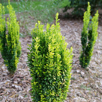 Lemon Purrfection' Nepeta | Proven Winners® – Creekside Nursery, Inc