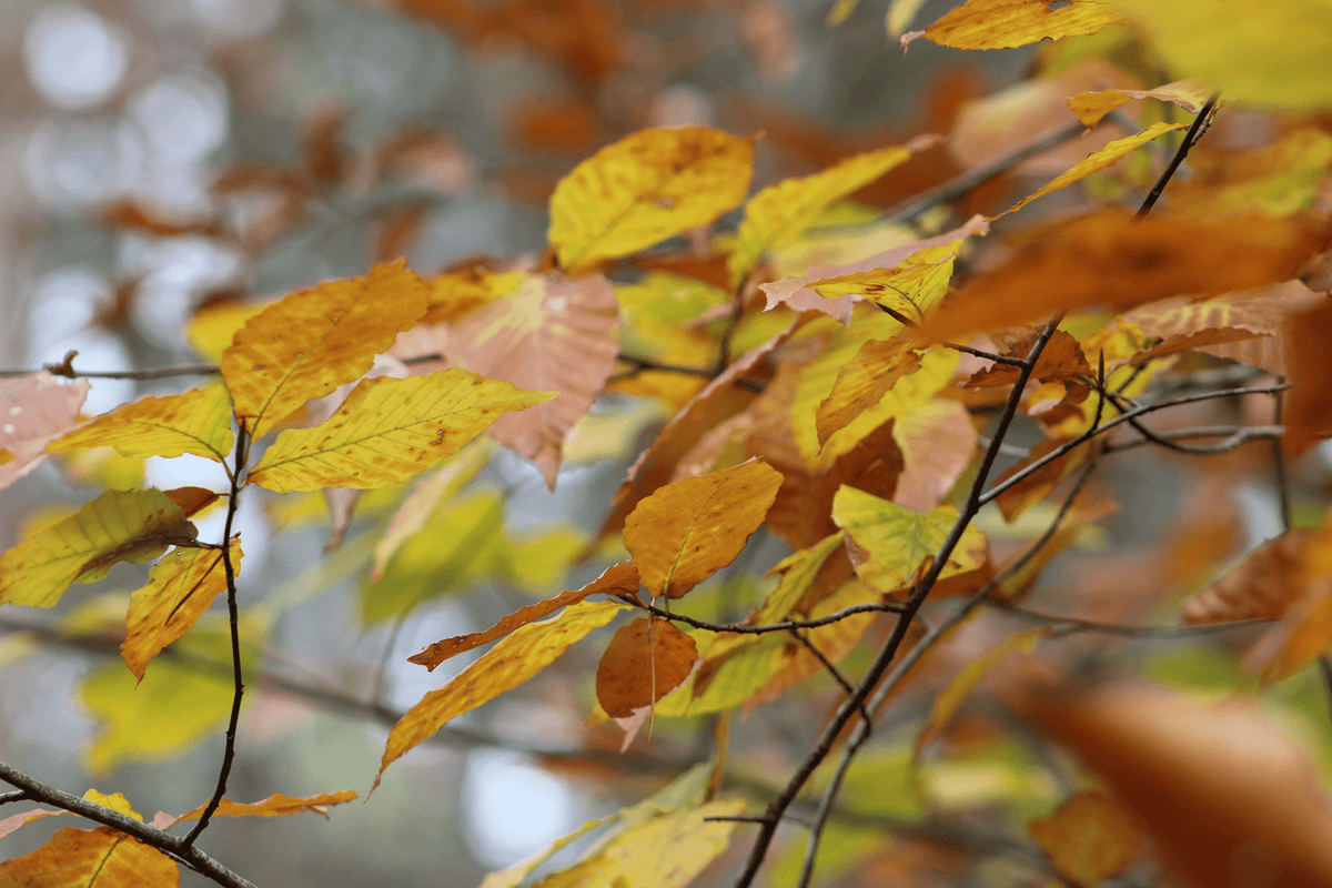 [Internal-Relevant Products] Azalea – SWEET REWARD™ – Creekside Nursery ...