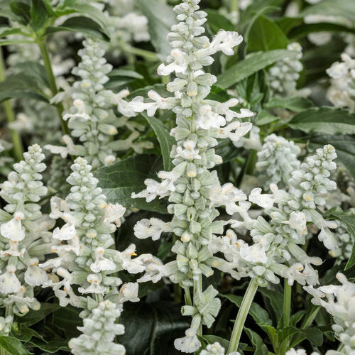 Unplugged® White Salvia | Proven Winners® – Creekside Nursery, Inc