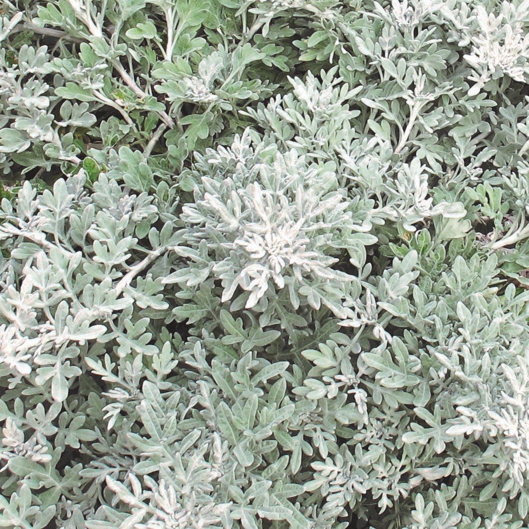 Silver Bullet® Artemisia | Proven Winners ® – Creekside Nursery, Inc