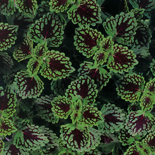 ColorBlaze® Rediculous® Coleus | Proven Winners® – Creekside Nursery, Inc