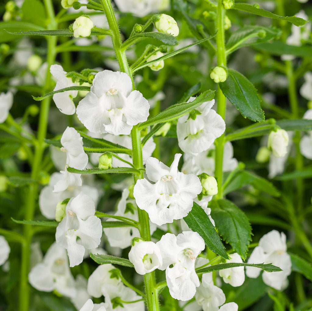 Angelface® Super White Angelonia | Proven Winners® – Creekside Nursery, Inc