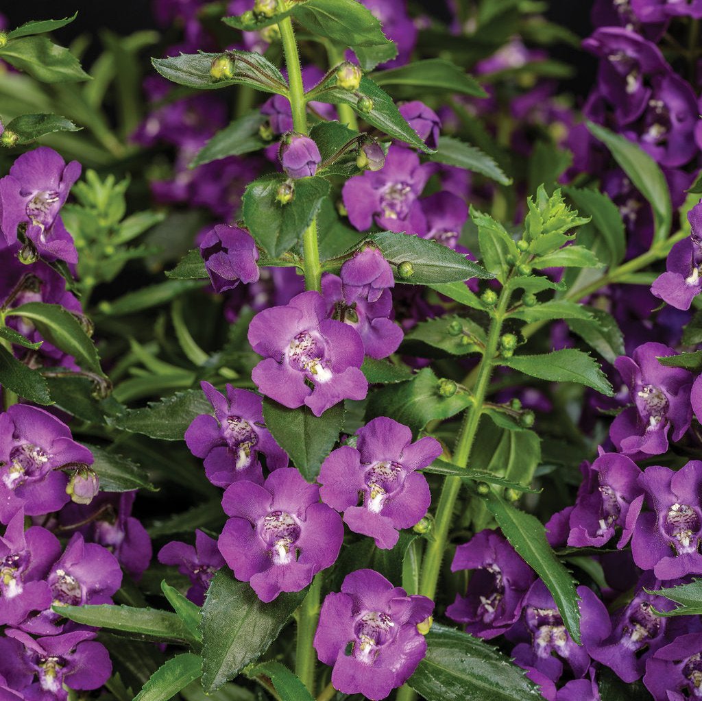 Angelface® Super Blue Angelonia | Proven Winners® – Creekside Nursery, Inc