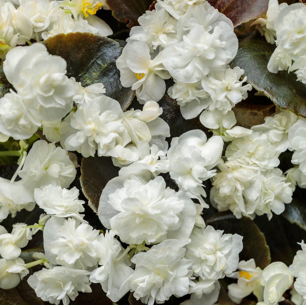 White Begonia Bloom How To Plant And Grow Begonias