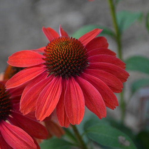 Color Coded® 'Frankly Scarlet' Coneflower Echinacea | Proven Winners ...
