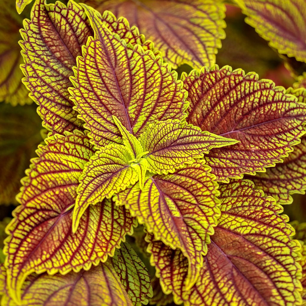ColorBlaze® Chocolate Drop Coleus | Proven Winners® – Creekside Nursery ...