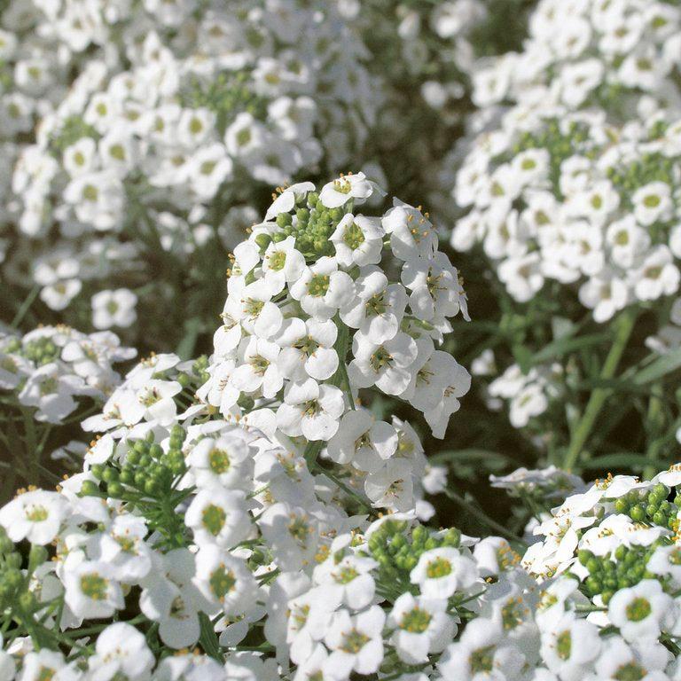 Snow Princess® Sweet Alyssum | Proven Winners® – Creekside Nursery, Inc