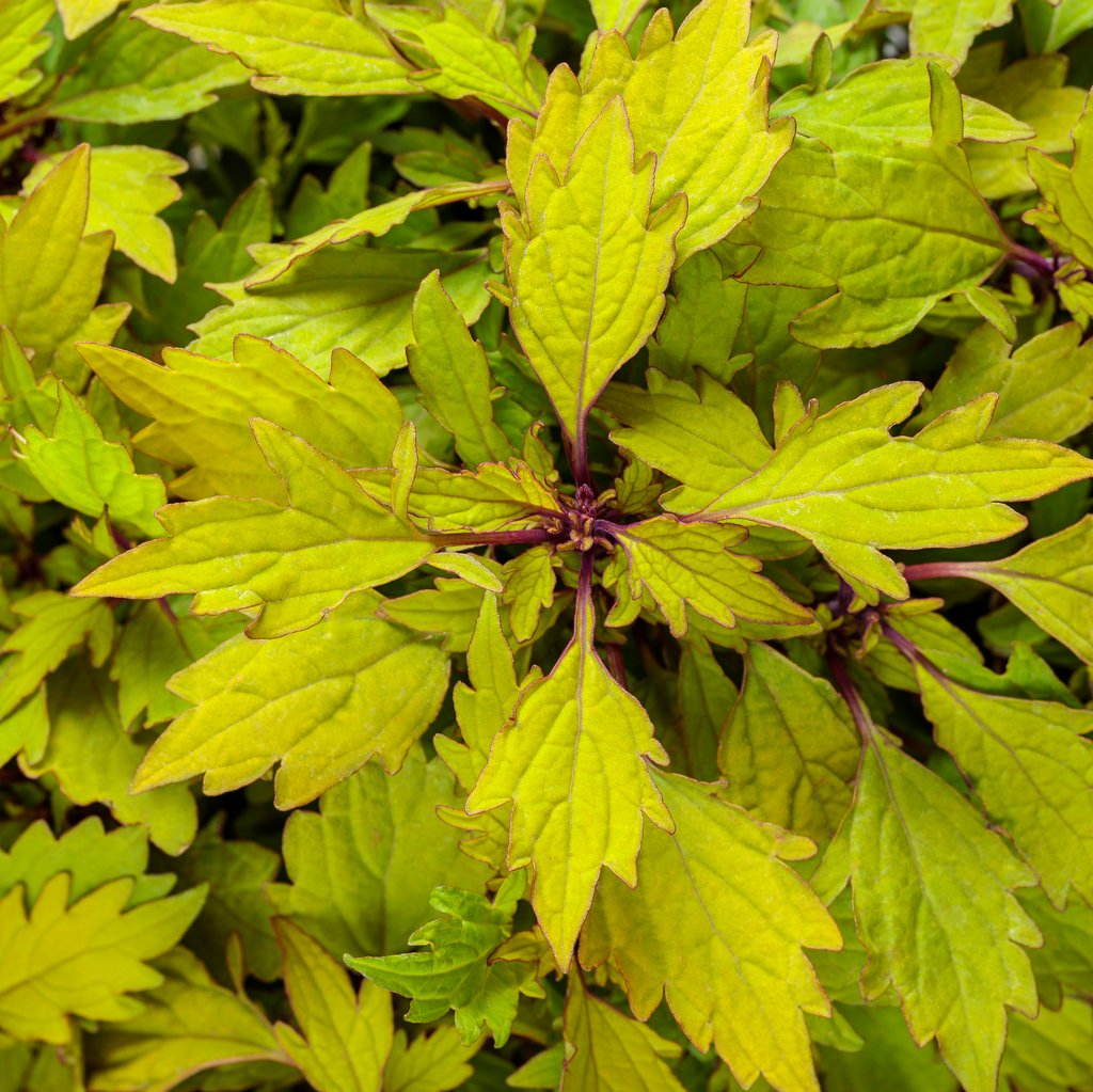 ColorBlaze® Chocolate Drop Coleus | Proven Winners® – Creekside Nursery ...