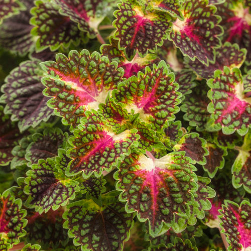 ColorBlaze® Rediculous® Coleus | Proven Winners® – Creekside Nursery, Inc