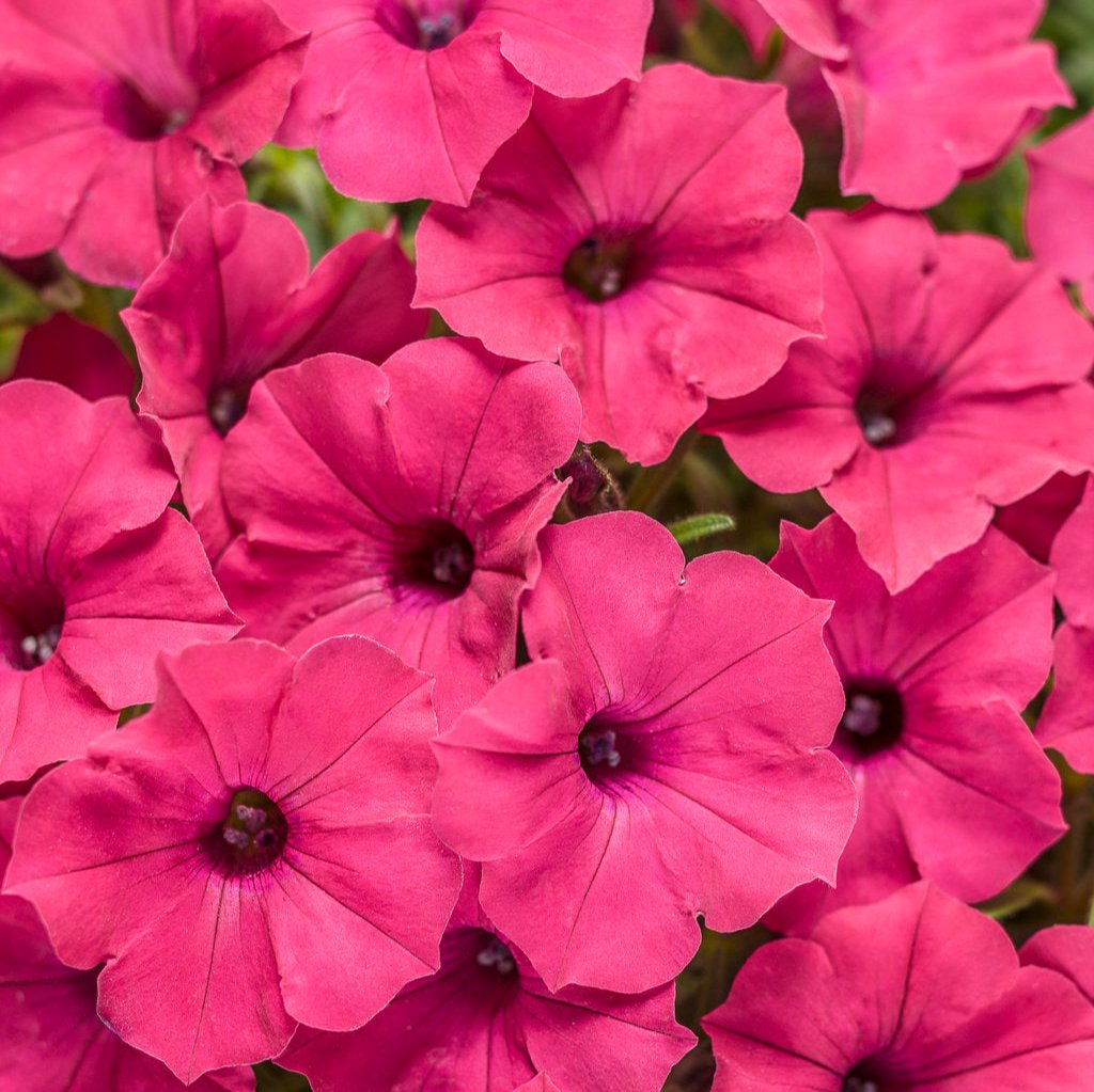 Supertunia Vista® Bubblegum® Petunia | Proven Winners® – Creekside ...