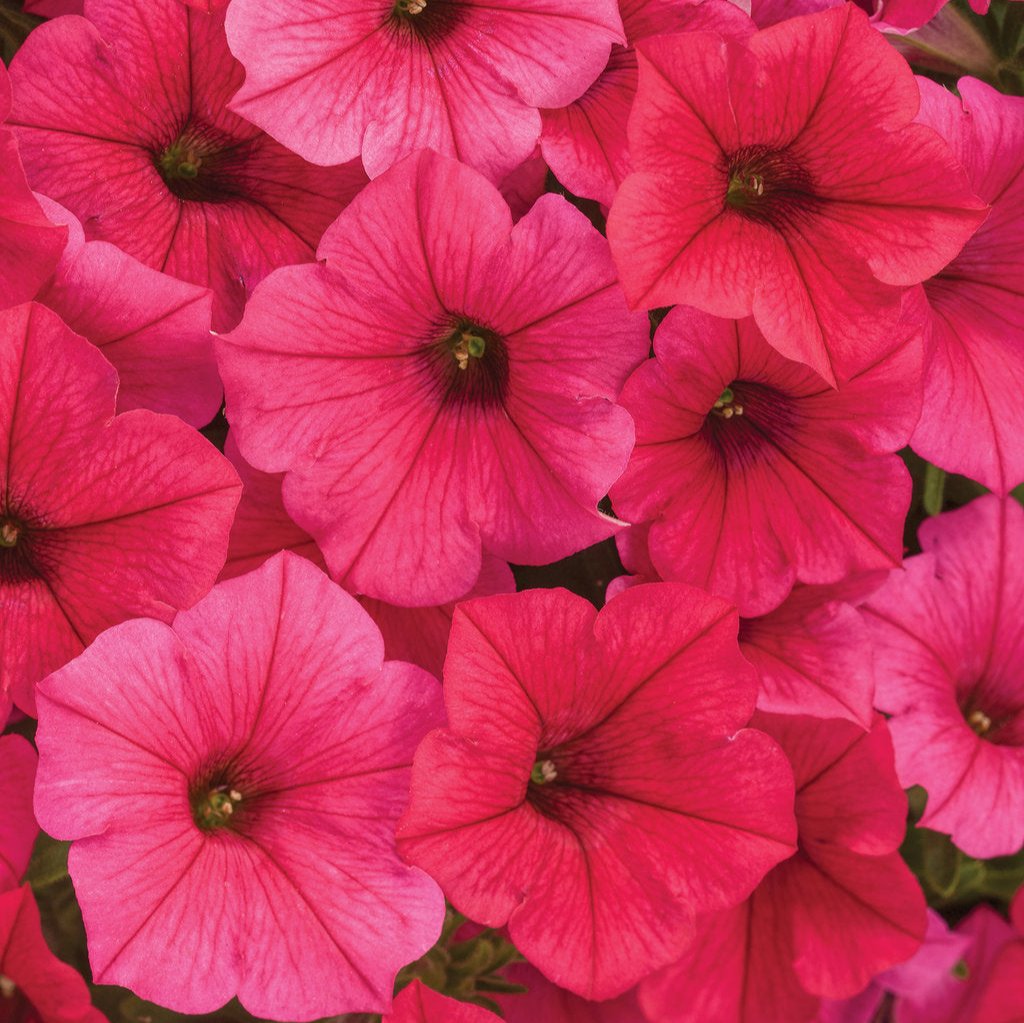 Supertunia Vista® Bubblegum® Petunia | Proven Winners® – Creekside ...